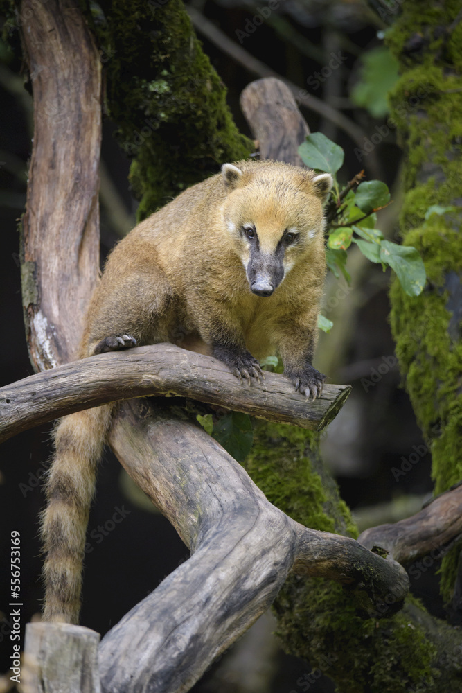 South American coati (Nasua nasua) or Ring-tailed coati standing on a ...