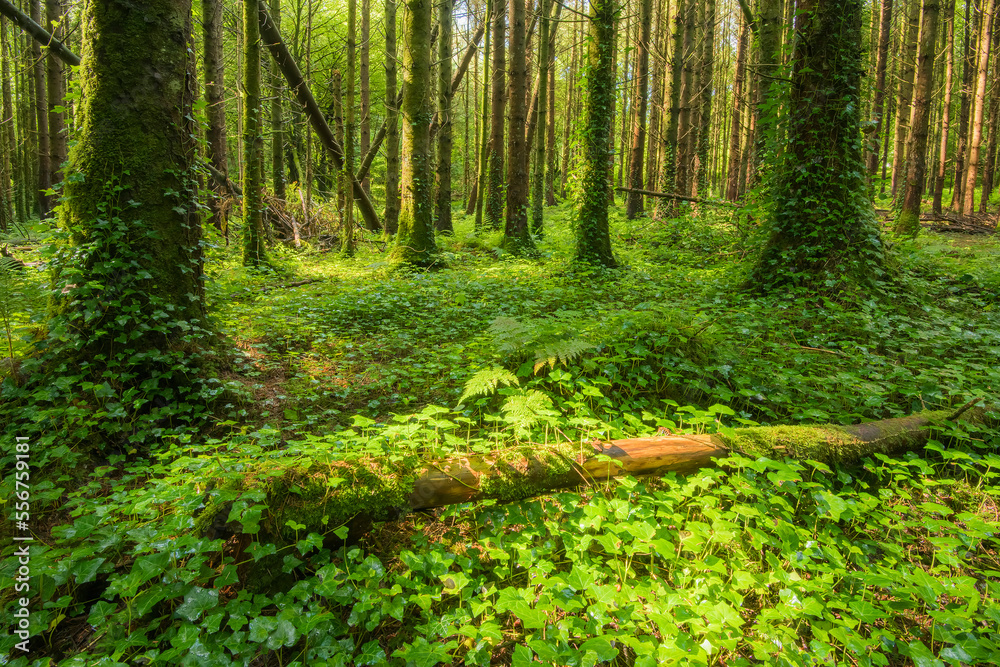 Sunlight illuminating an ivy covered fallen tree in Pigeon Hole Wood ...