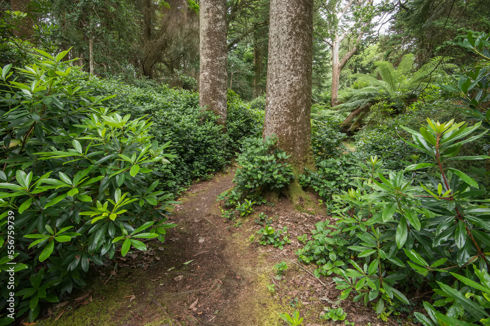 Pathway through rhododendrons, ferns and trees in the lush woodlands of ...