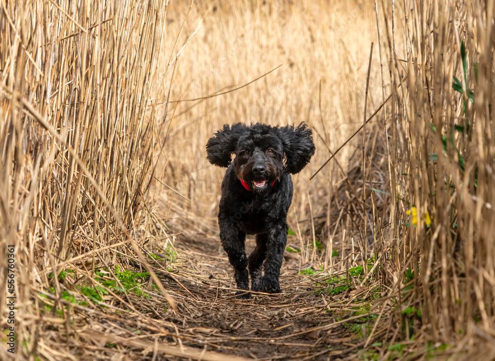 Foto de Black cockapoo dog running down a path with ears flapping in ...