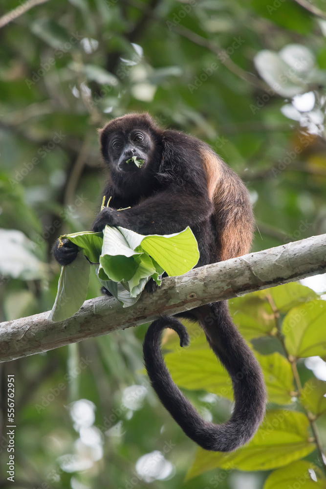 A Mantled howler (Alouatta palliata) monkey eats a leaf while resting ...