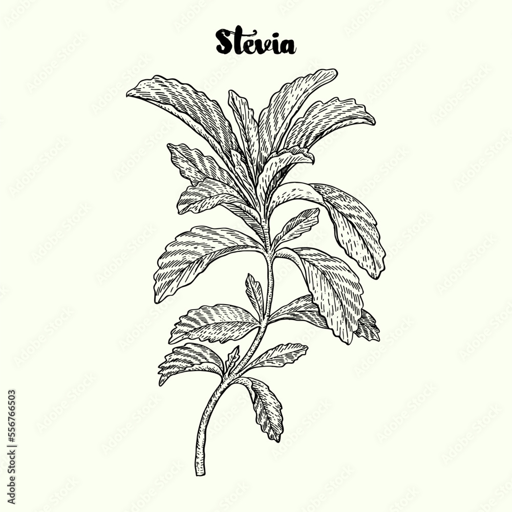 Stevia vector drawing. Herbal sketch of sweetener sugar substitute ...