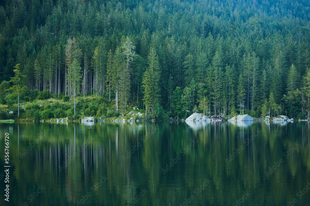 Norway spruce (Picea abies) trees at lake Hintersee, Berchtesgaden ...
