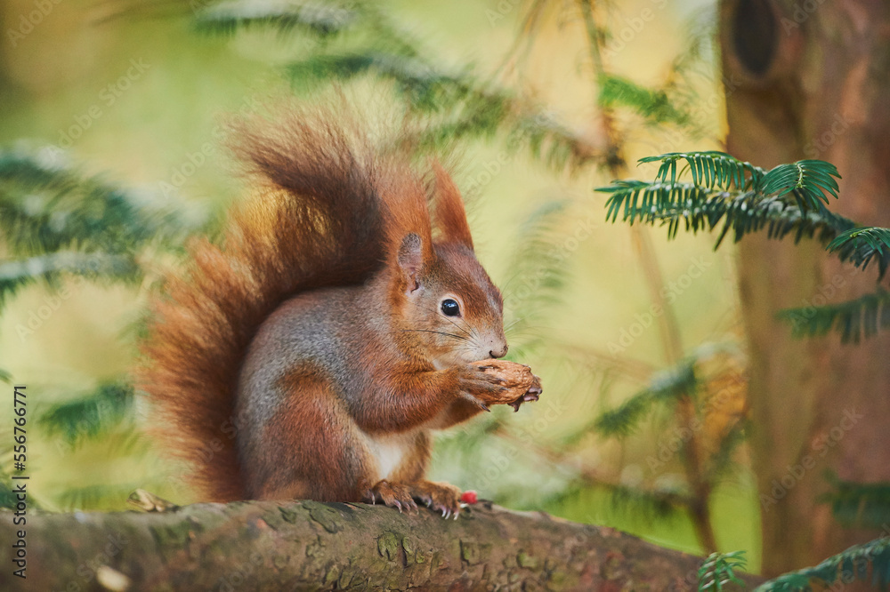 Eurasian red squirrel (Sciurus vulgaris); Bavaria, Germany Stock Photo ...