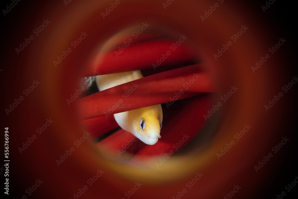 Dwarf Moray Eel (Gymnothorax Melatremus) hides inside a red pencil ...