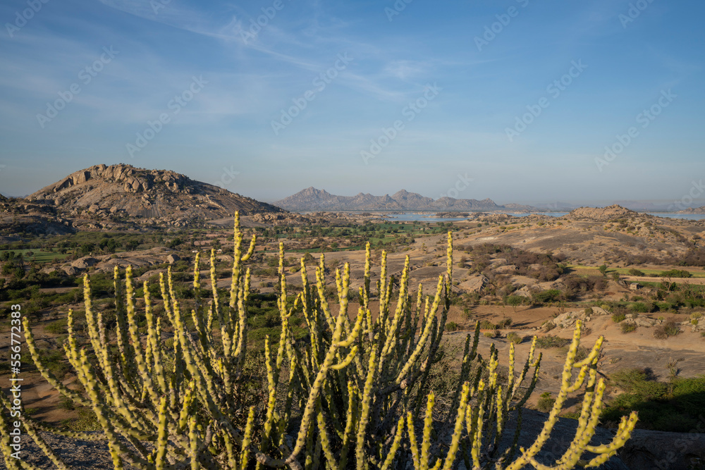The landscape surrounding a dam lake and desert with desert plants and ...