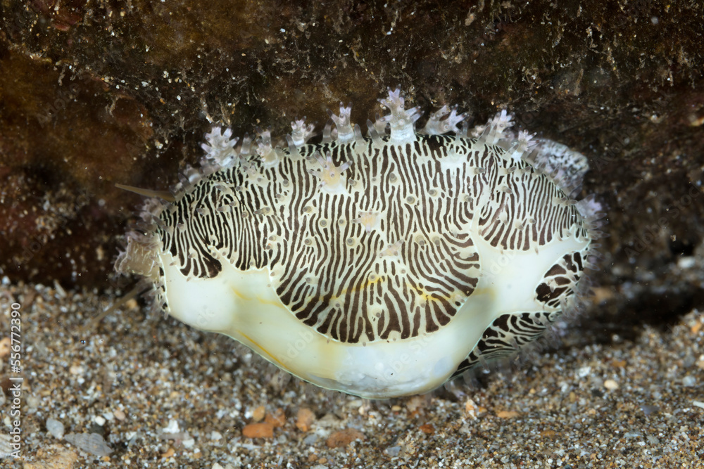 The now rare money cowry (Monetaria moneta), was once used as currency ...