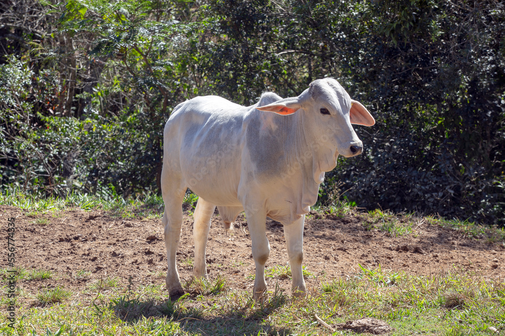 Nelore zebu cattle male calves on field. . Brazil Stock Photo | Adobe Stock