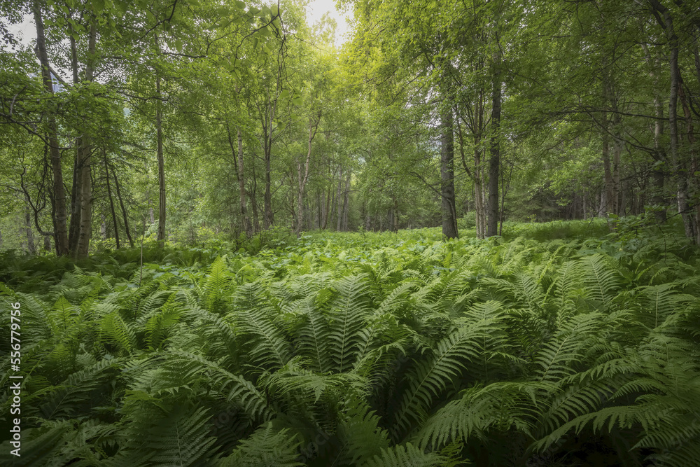 Beautiful deciduous forest with ferns covering the forest floor; Alaska ...