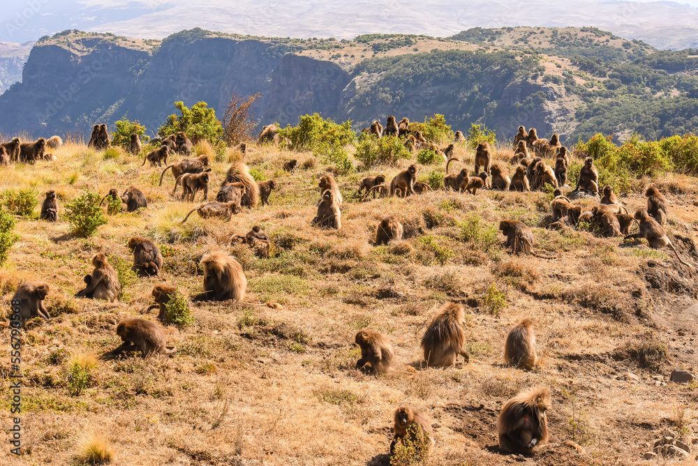 Herd of gelada (Theropithecus gelada), bleeding-heart monkeys, sitting ...