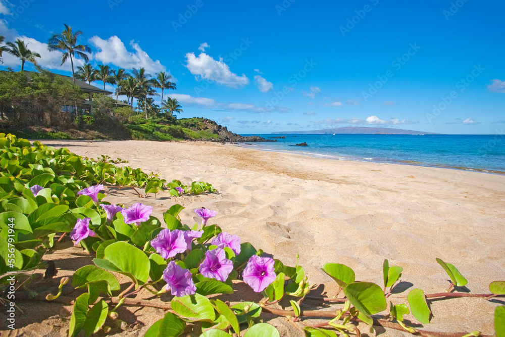 Palau'ea Beach also known as White Rock Beach with Beach Morning ...