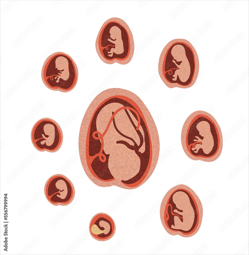 Gestational fetal development. Embryonic lunar stage growth month to ...