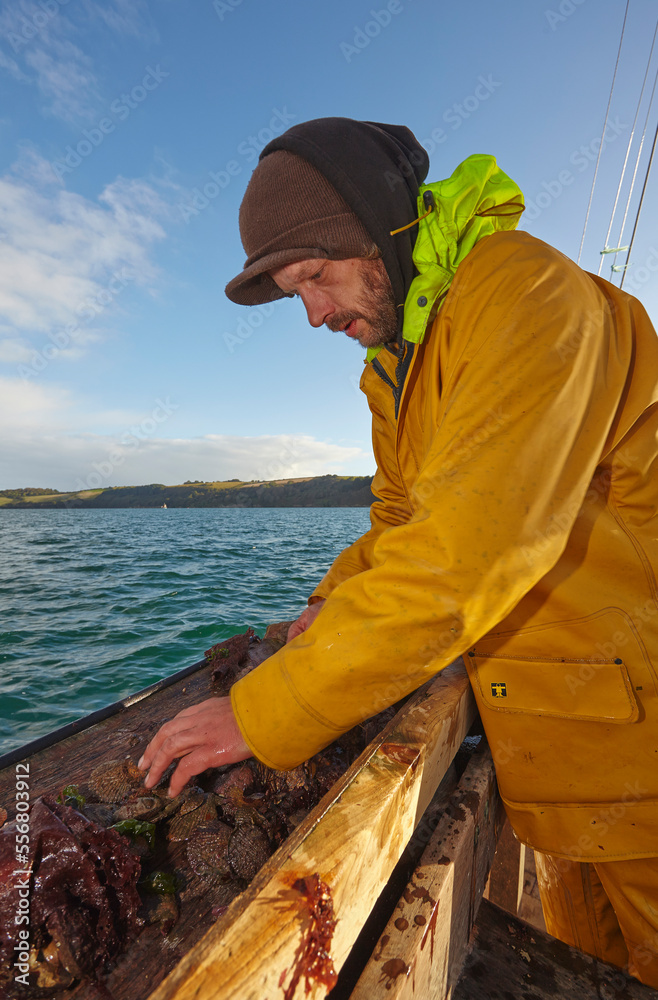 Fisherman sifting through the dredged catch, aboard 'Alf Smythers', a ...