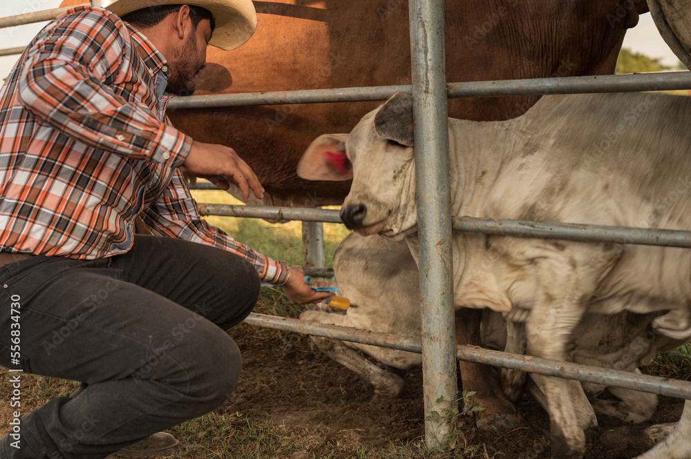 Ganadero vacunando a una vaca en una finca de ganada bovino. Stock ...