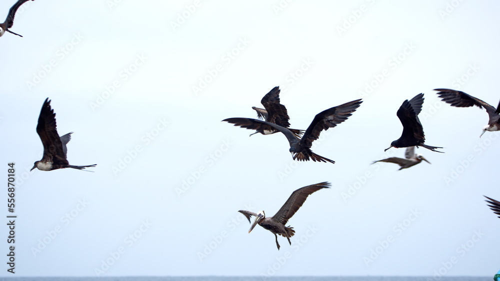 Magnificent frigatebirds (Fregata magnificens) in flight above Puerto ... Magnificent frigatebirds (Fregata magnificens) in flight above Puerto ...