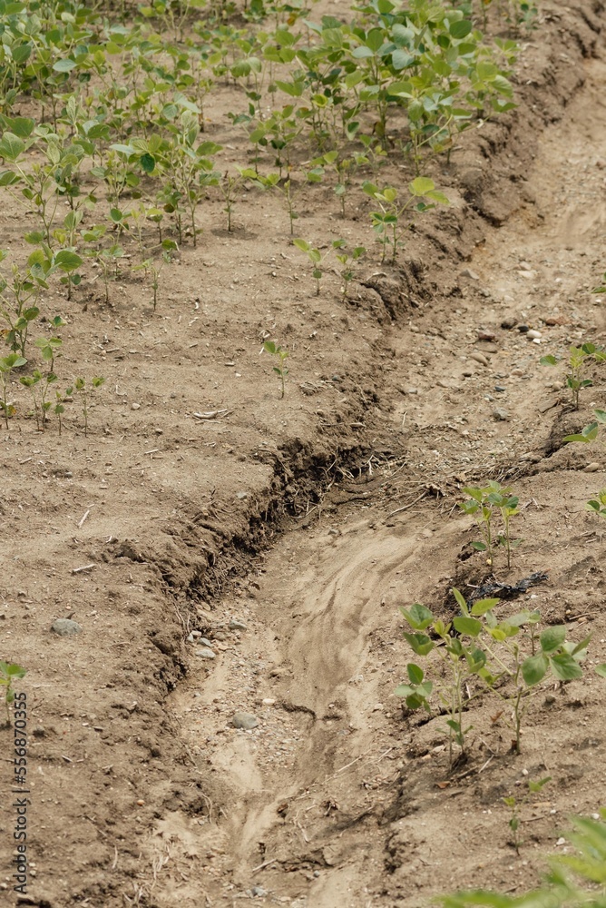 conventional soil bean farm with soil erosion Stock Photo | Adobe Stock