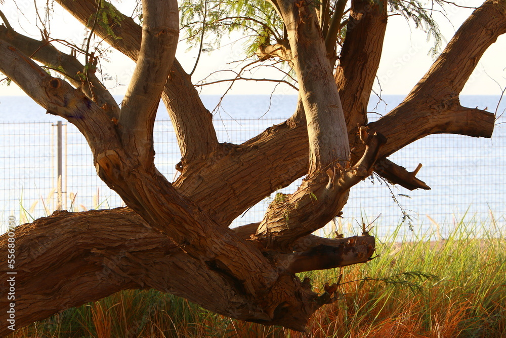 Thick trunk of a tall tree in a city par Stock Photo | Adobe Stock