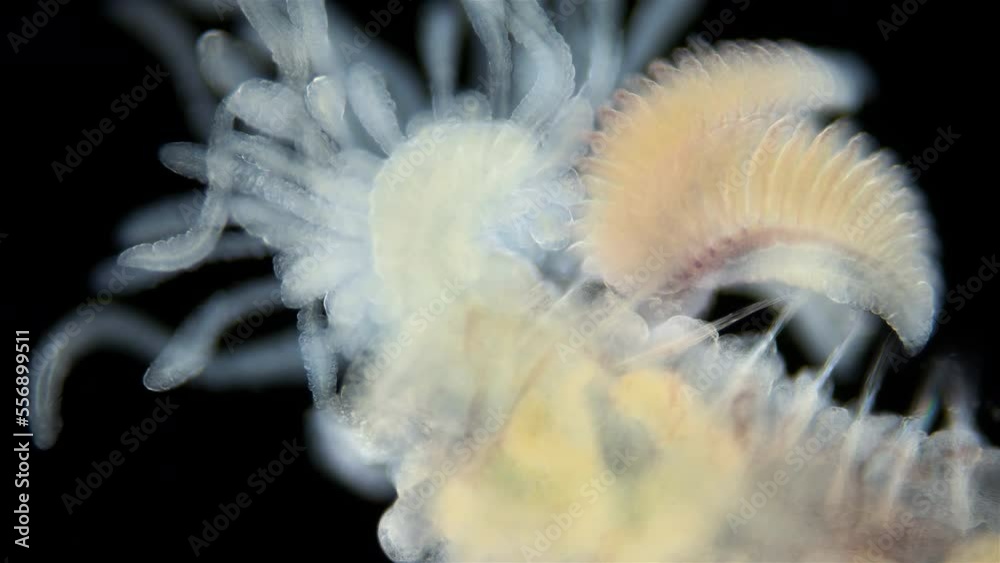 Worm Polychaeta family Terebellidae under a microscope, phylum Annelida ...