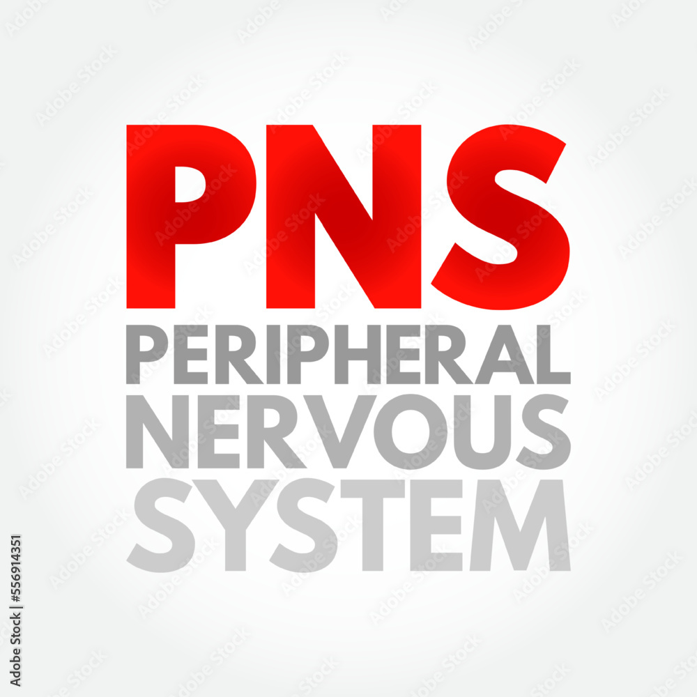PNS Peripheral Nervous System - responsible for relaying information ...