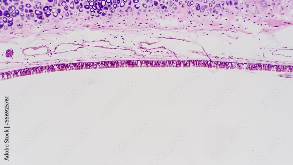 Pseudo stratified ciliated columnar epithelium of human being under ...
