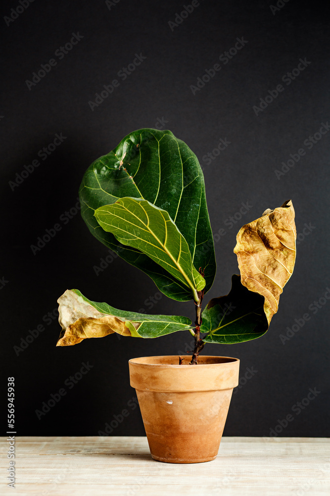Ficus lirata. Withered ficus leaves, improper care Stock Photo | Adobe ...