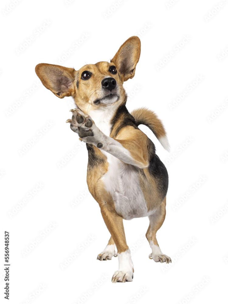 Cute mixed stray dog with big ears, sitting up facing front. One paw ...