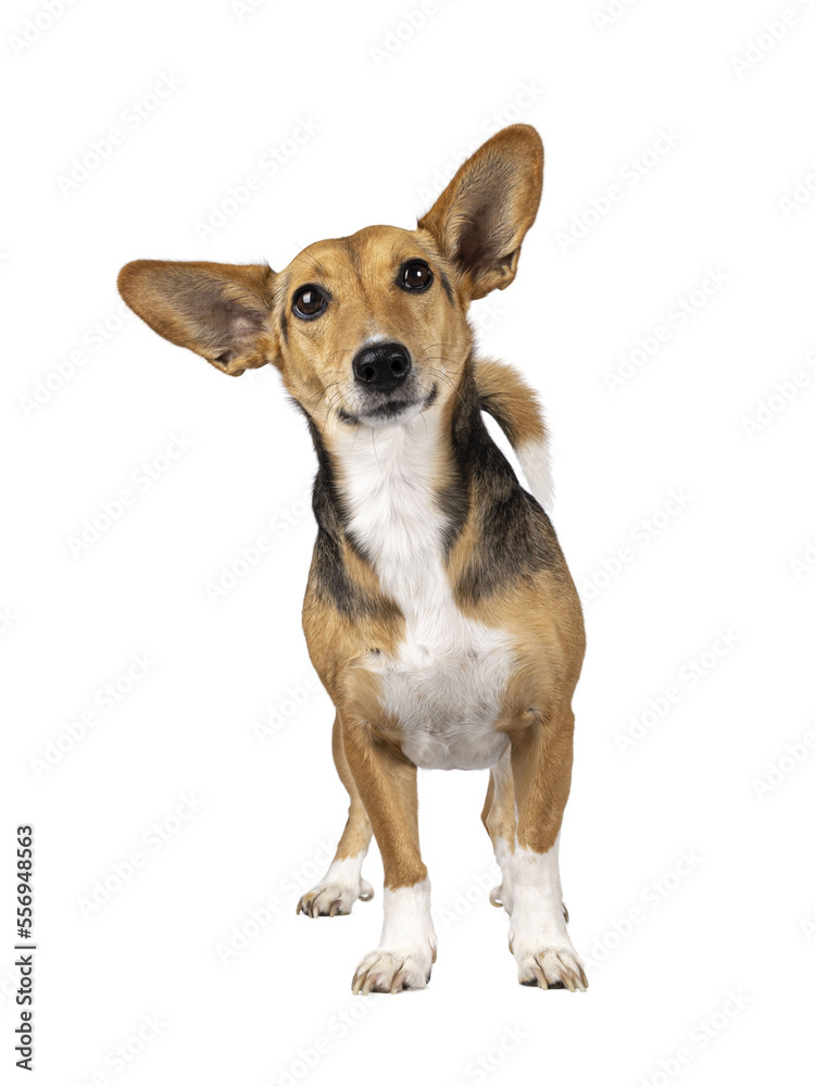 Cute mixed stray dog with big ears, standing facing front. Looking ...