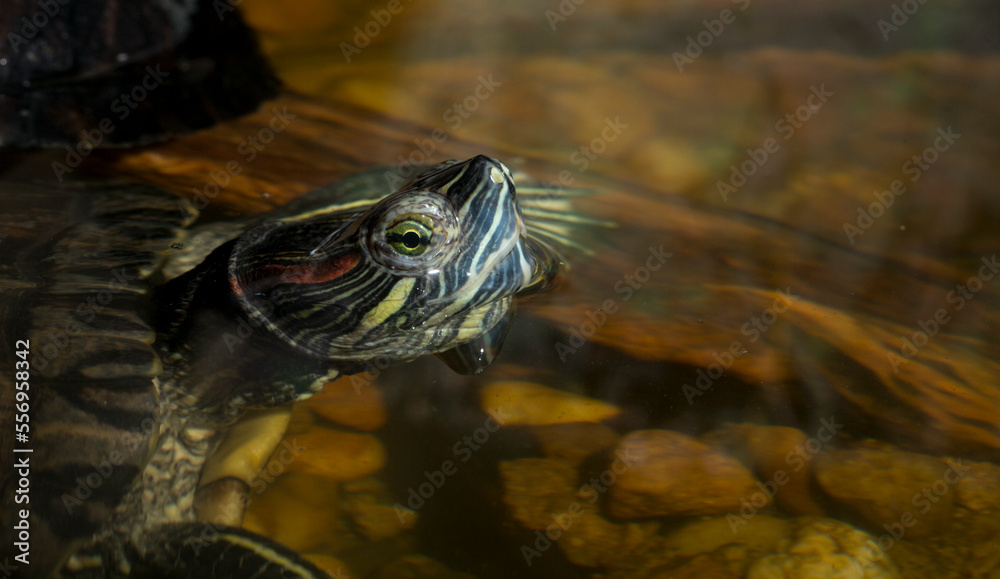 Red-eared terrapin (Trachemys scripta elegans) is a subspecies of the ...