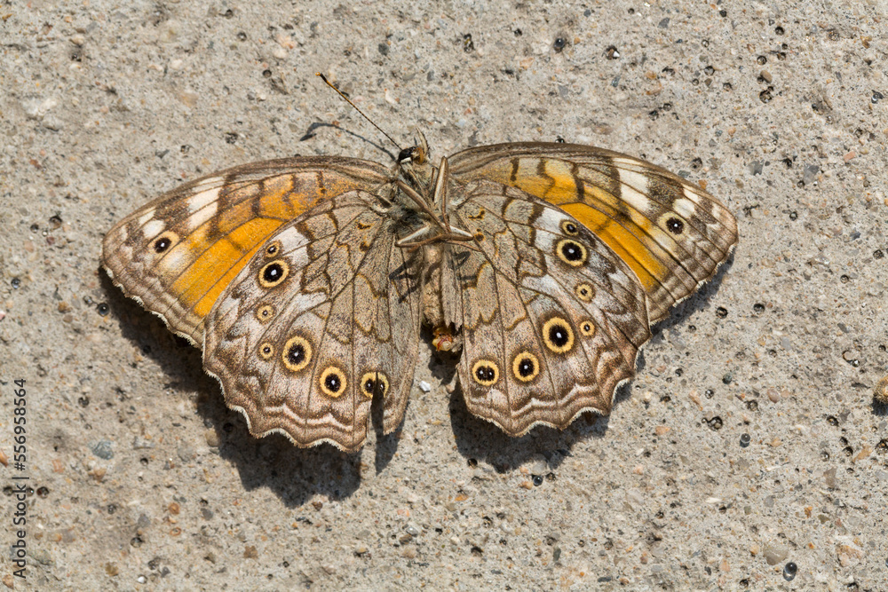 Kirinia roxelana, the lattice brown, is a butterfly of the family ...