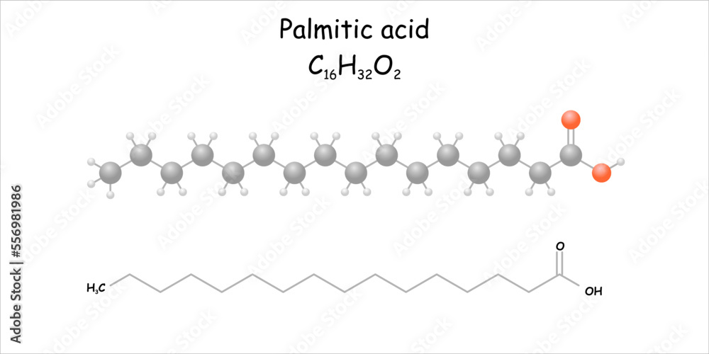 Stylized molecule model/skeletal formula of palmitic acid. Stock Vector ...