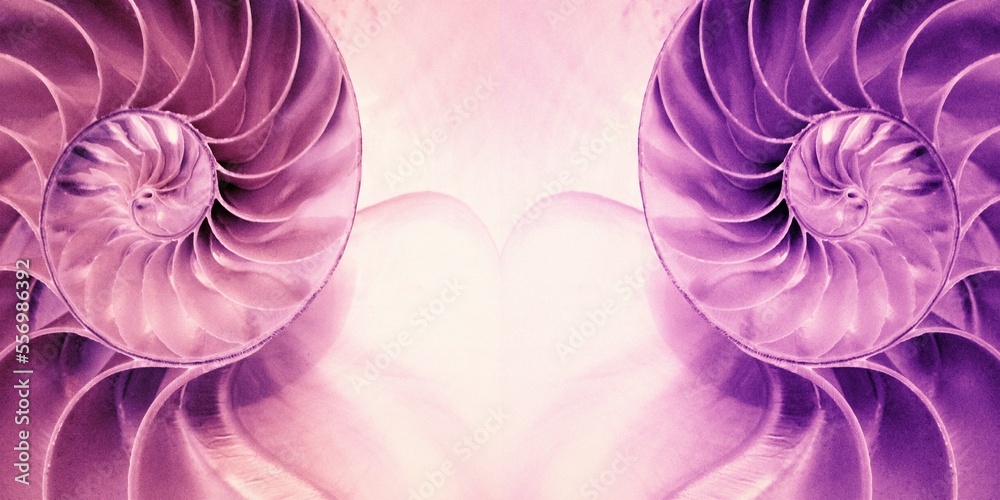 Poster nautilus shell symmetry Fibonacci half cross section spiral ...