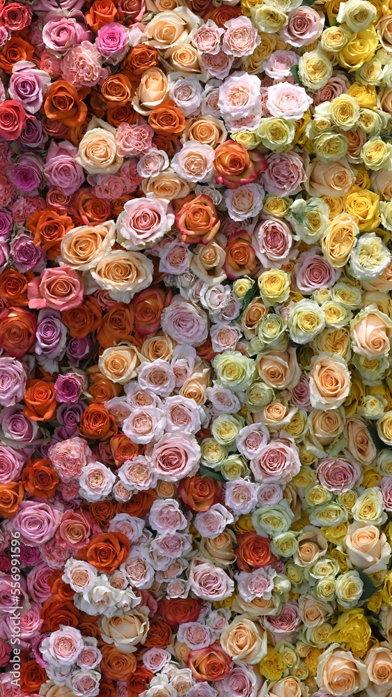 Flowers wall background with amazing red, yellow, purple, and pink ...