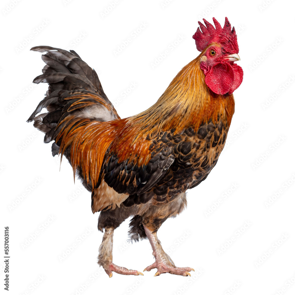 Studio shot of beautiful and well looked after male chicken / cock ...