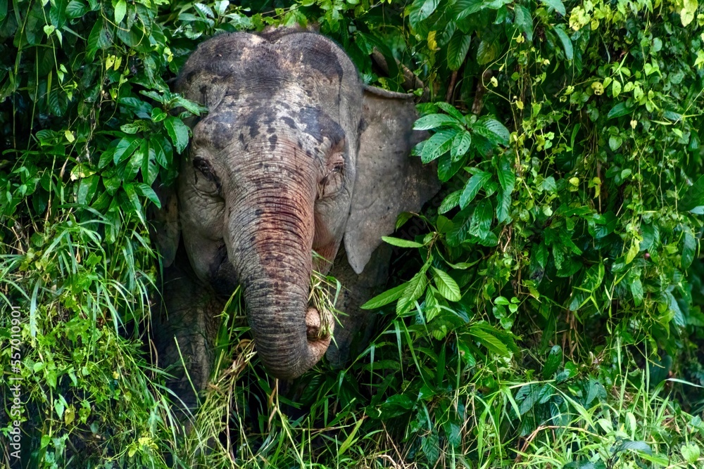 Borneo pygmy elephants eating plants near the Kinabatangan River, Sukau ...
