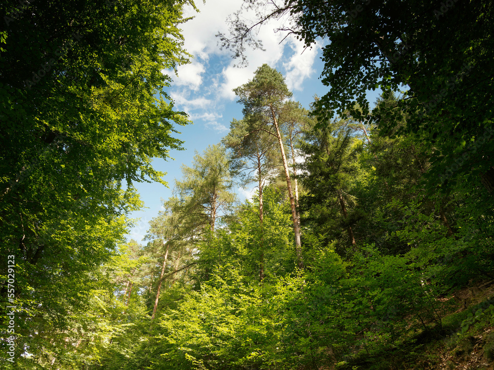 Wald Landschaft in Hessen. Burgwaldliege Stirnhelle Tour in Hessen ...
