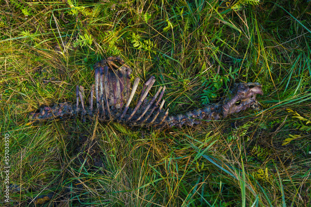 Skeleton of an animal lying in the forest and decomposing slowly ...