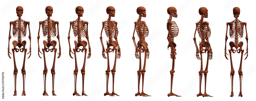 skeleton body Stock Illustration | Adobe Stock