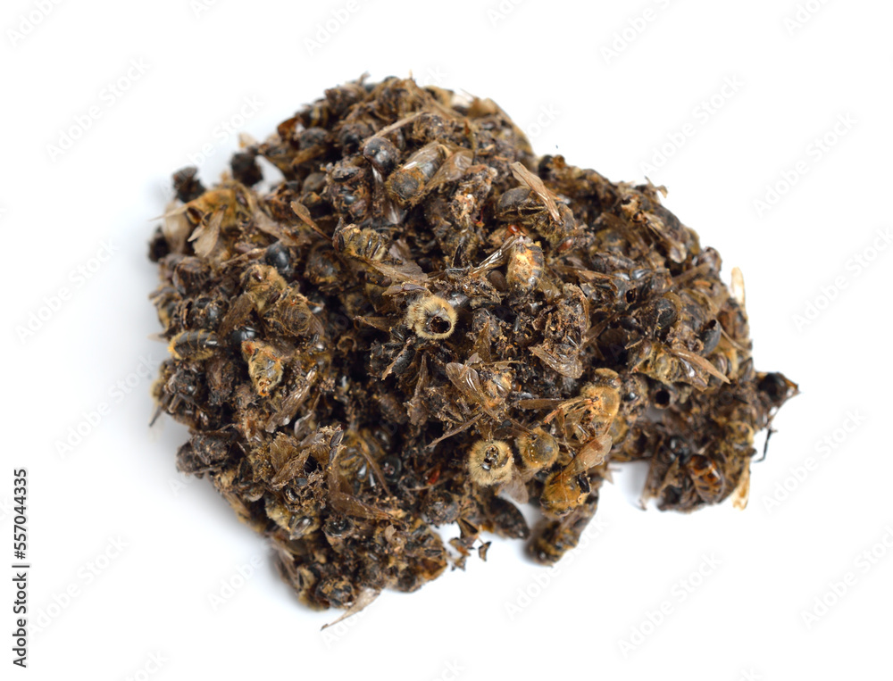 Heap died bees for apitherapy isolated on white background. Stock-Foto | Adobe Stock
