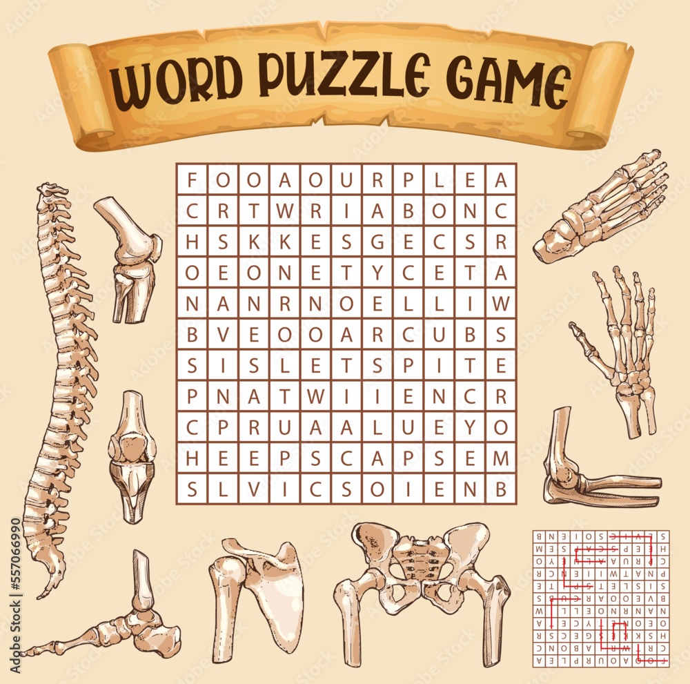 Human bones, word search puzzle game worksheet, vector riddle quiz ...