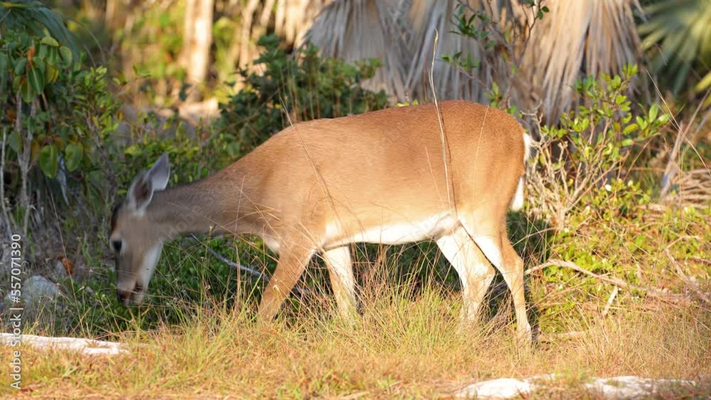 Key Deer are an endangered species that lives only in the Florida Keys ...