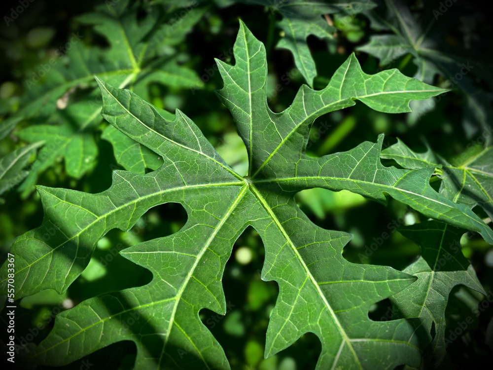 Chaya plant leaves. Chaya plant (Cnidoscolus aconitifolius). Chaya is a ...