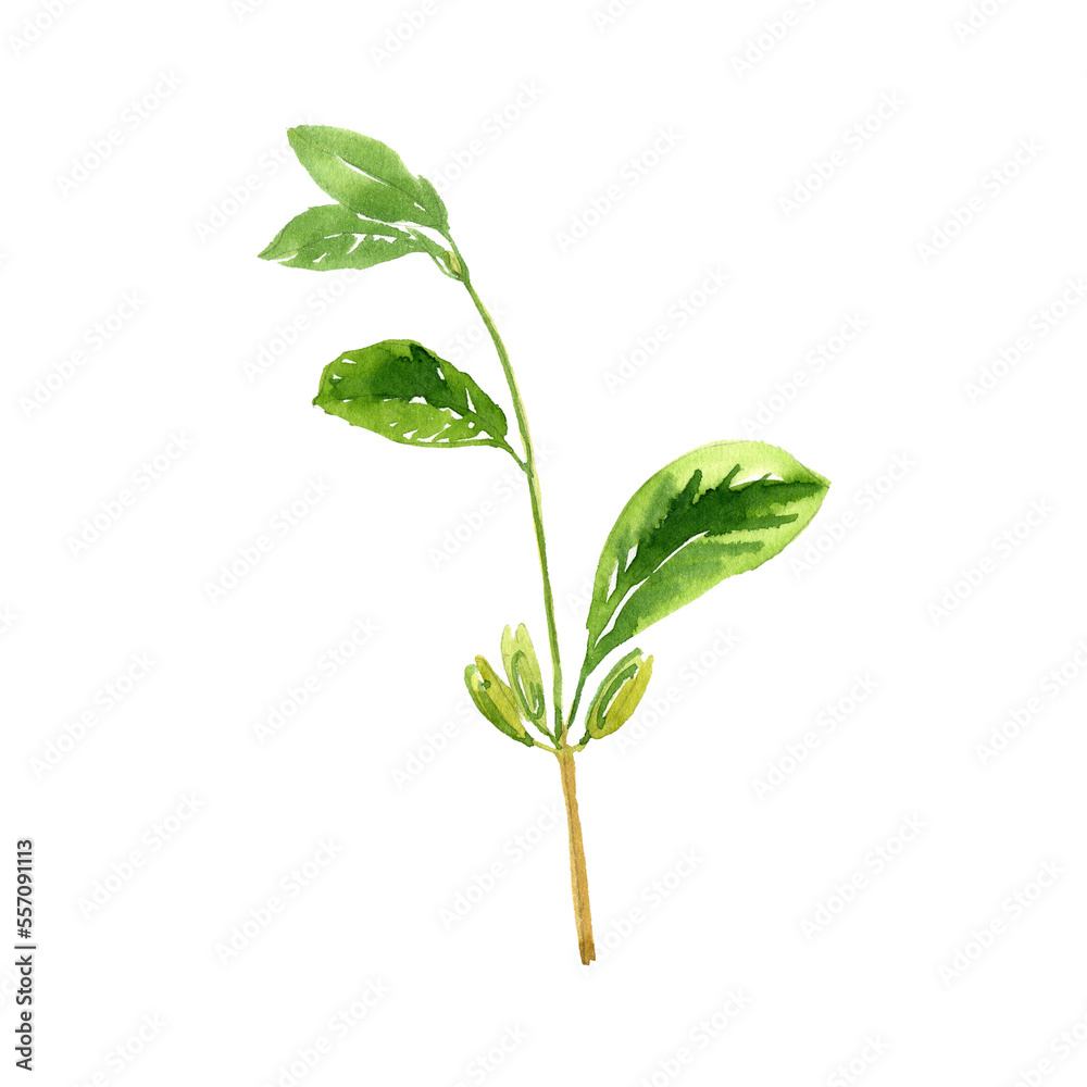 watercolor drawing branche of hardy rubber tree, gutta-percha tree ...