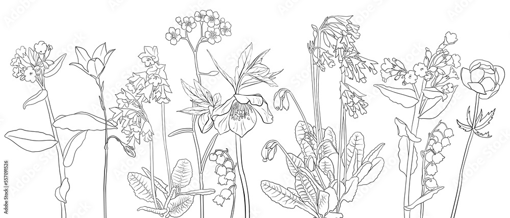vector drawing natural background with wild flowers, flowering meadow ...
