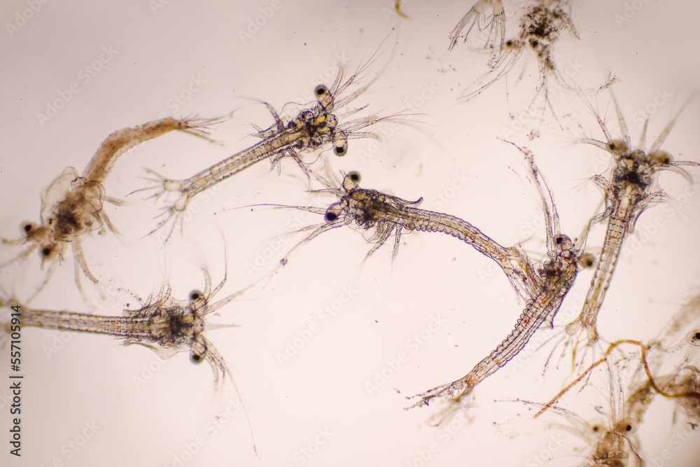 Shrimp, Zoea stage with dead shrimp of Vannamei shrimp in light ...