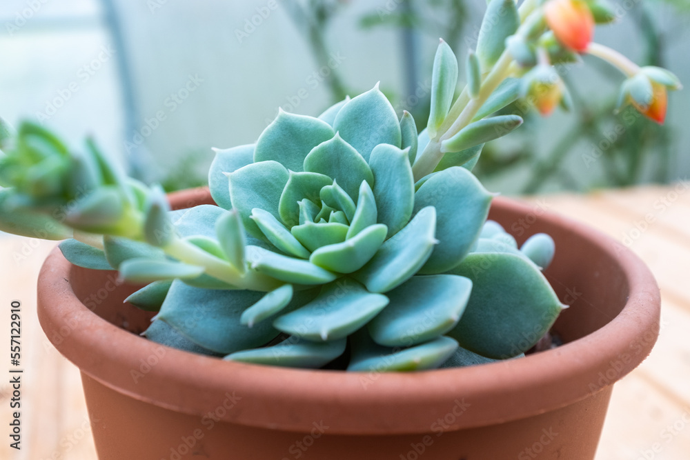 Bloom succulent plant in pot, side view. Composition of green echeveria ...