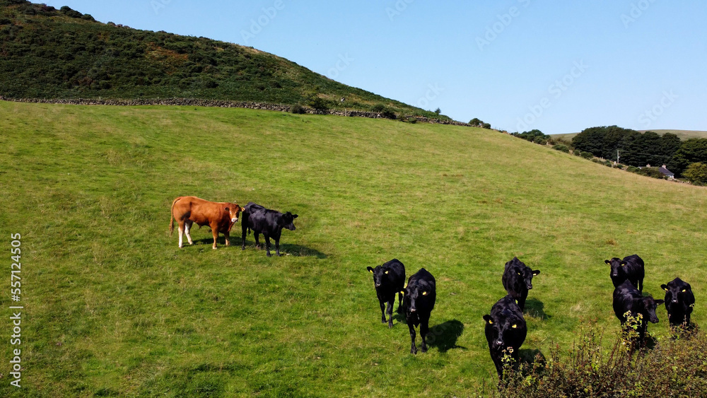 Aerial view of Cattle Cows a Bull and Calves in field of grass at farm ...