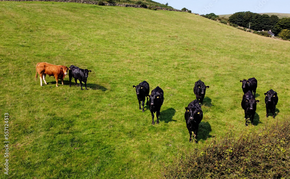 Aerial view of Cattle Cows a Bull and Calves in field of grass at farm ...