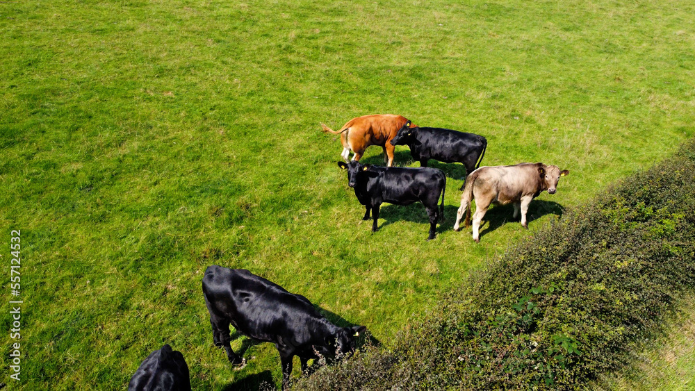 Foto de Aerial view of Cattle Cows a Bull and Calves in field of grass ...