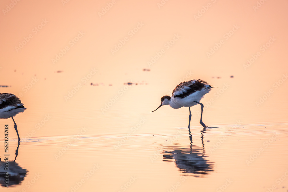 Water bird pied avocet, Recurvirostra avosetta, standing in the water ...
