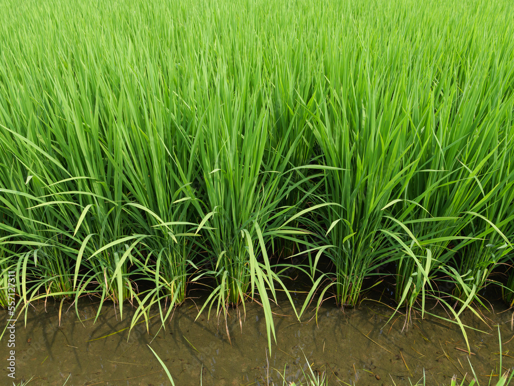 Midsummer rural rice paddies in Japan, beautiful green growing rice ...